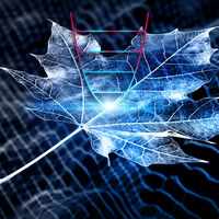 photonworld: Quantum Physics in Leaf Green